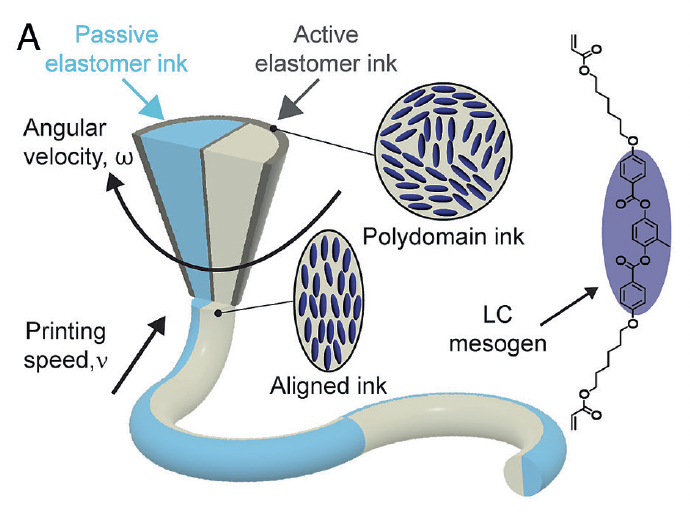 Rotational 3D Printing of Active–Passive Filaments and Lattices with ...